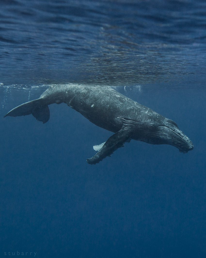 Whale Oil | subtrane